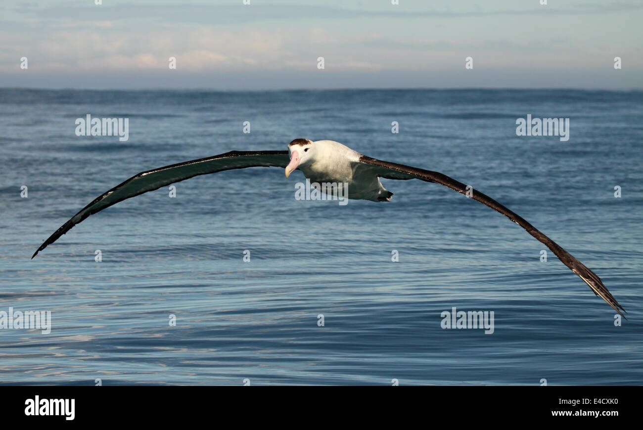 Wandering Albatross Wings