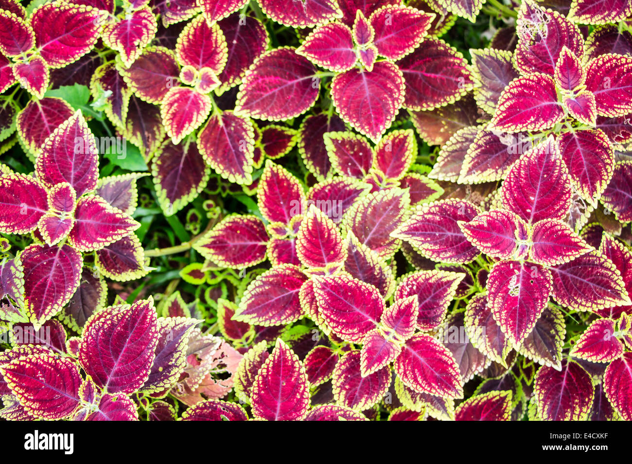 coleus plant in a garden Stock Photo - Alamy