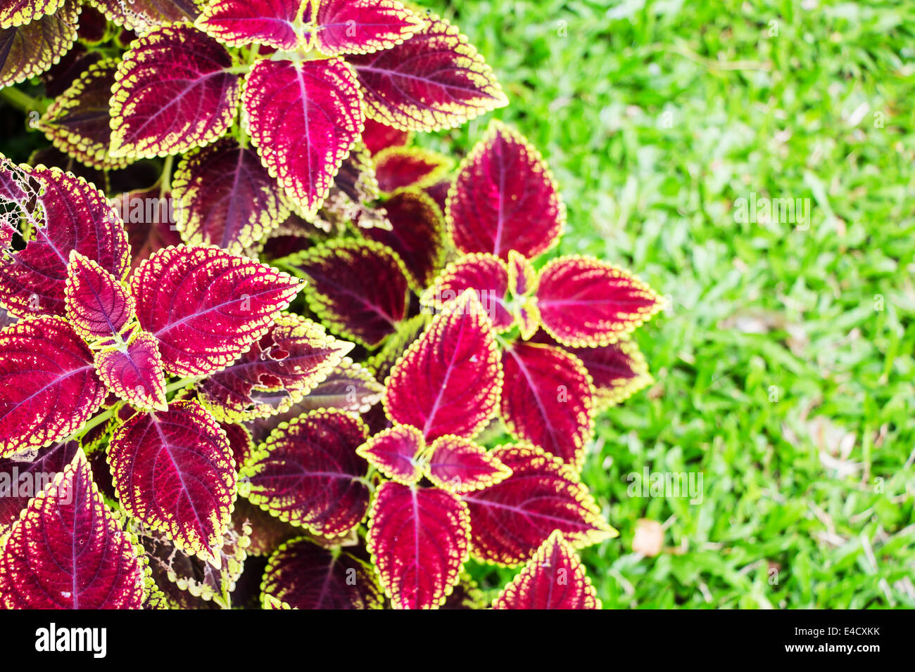 Coleus red plant hi-res stock photography and images - Alamy
