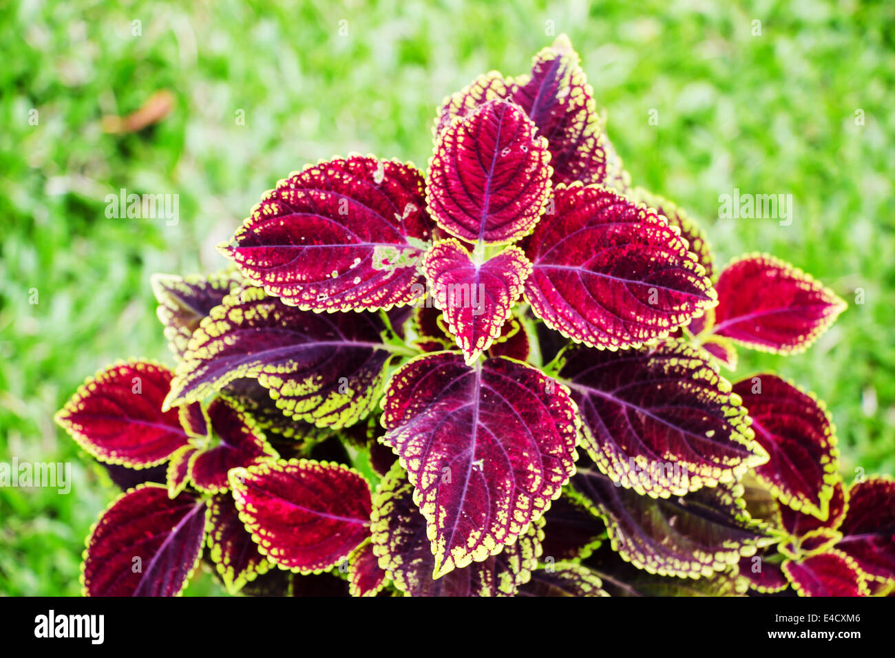 Coleus blumei benth hi-res stock photography and images - Alamy