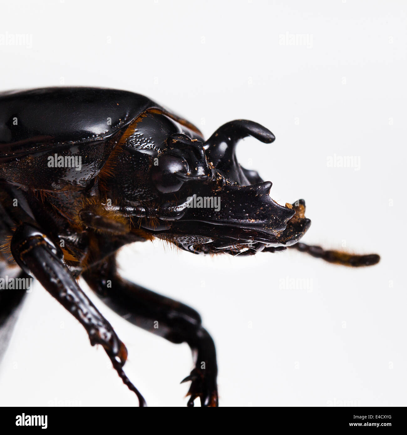 Closeup view of Bess Beetle (Odontotaenius disjunctus) - USA Stock ...