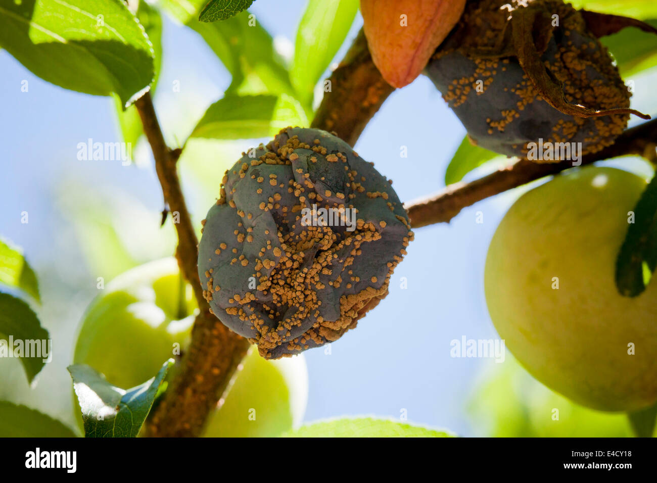 Brown rot fungal disease (Monilinia fructicola) on plums - USA Stock ...