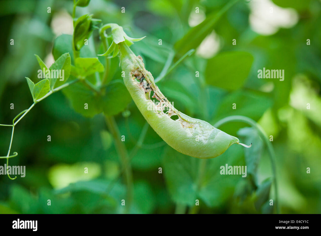 Pea pod damaged by birds - USA Stock Photo - Alamy