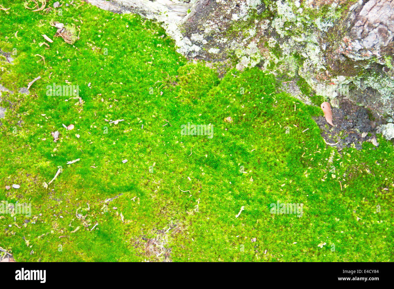 Natural green moss Stock Photo - Alamy