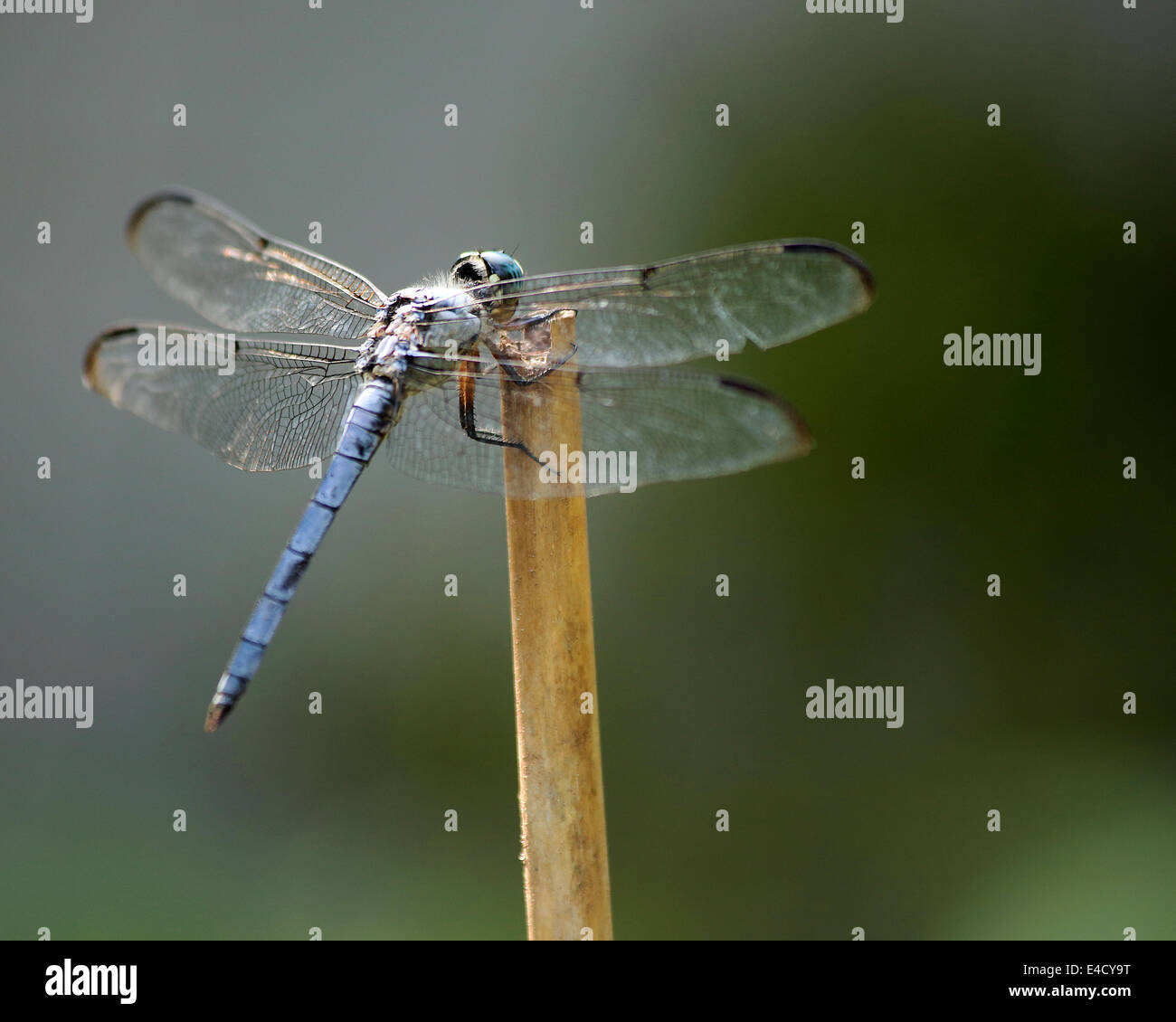 South Carolina Insect High Resolution Stock Photography and Images - Alamy