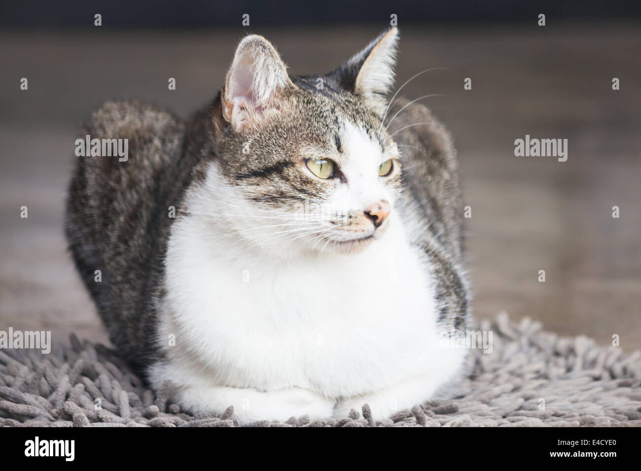 Cat siamese sitting hi-res stock photography and images - Alamy