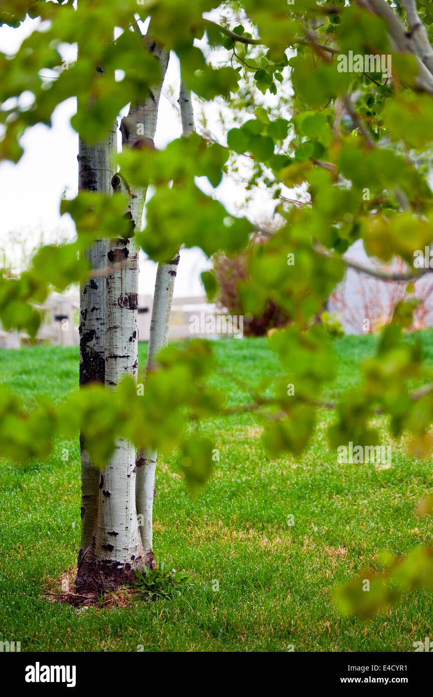 Small Aspen tree growing in a back yard of suburban home in central ...