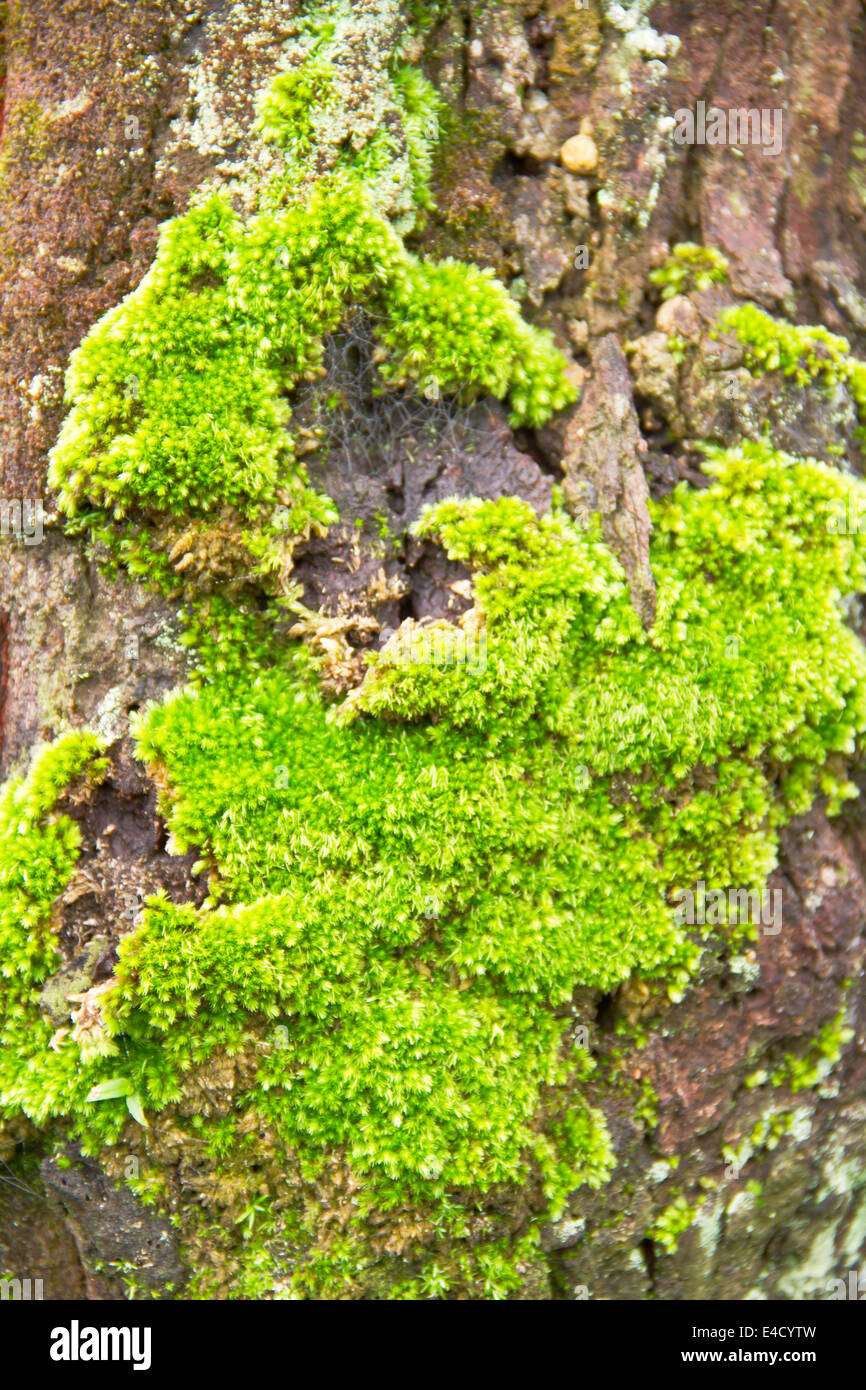 Natural green moss Stock Photo - Alamy