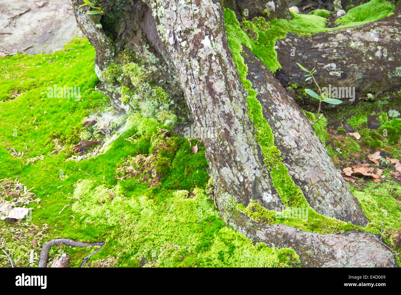 Natural green moss Stock Photo - Alamy