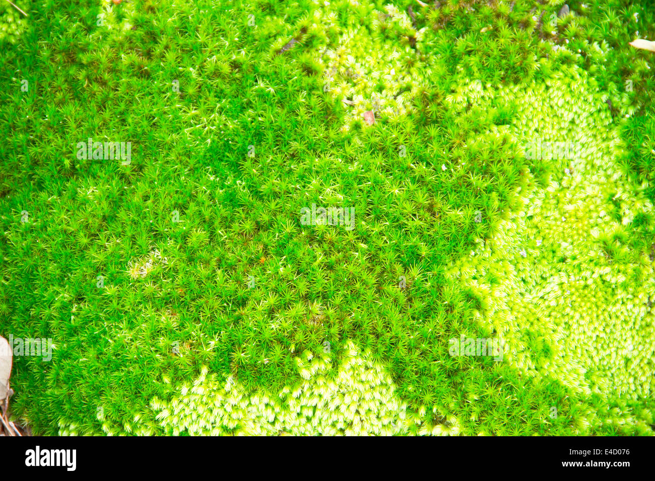 Natural green moss Stock Photo - Alamy
