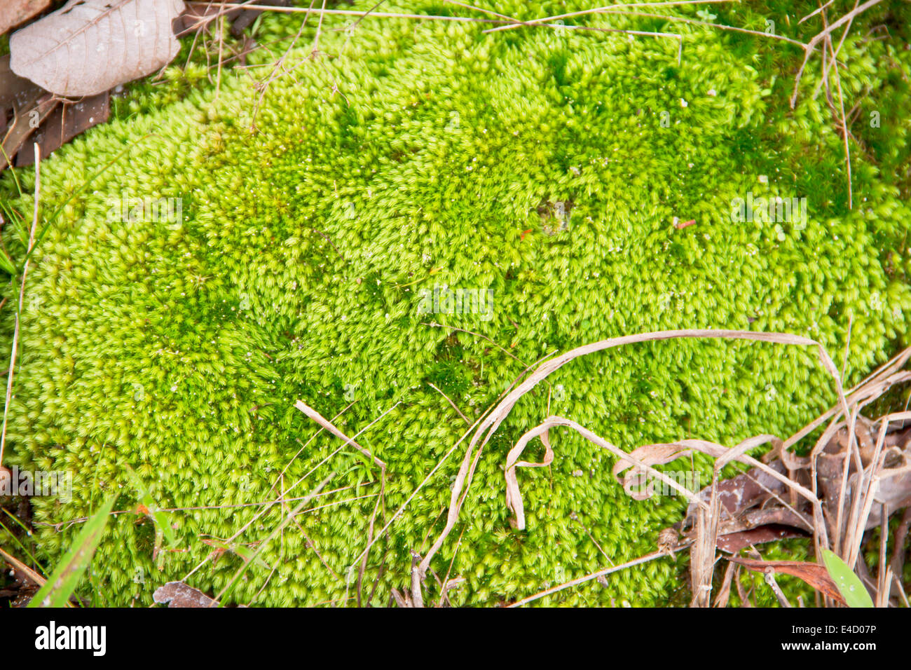 Natural green moss Stock Photo - Alamy