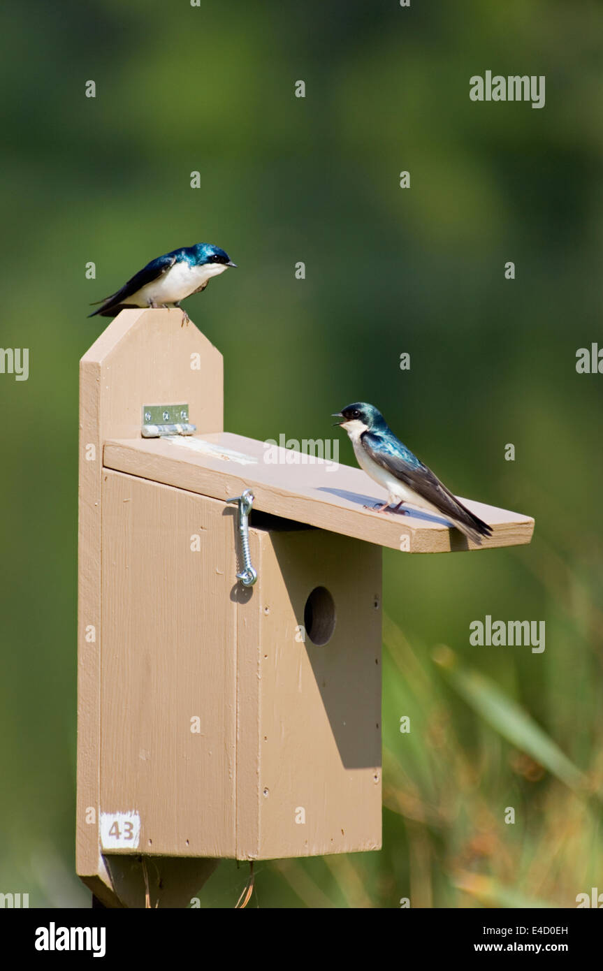 Two Tree Swallows on Nesting Box in Floyd County, Indiana Stock Photo ...