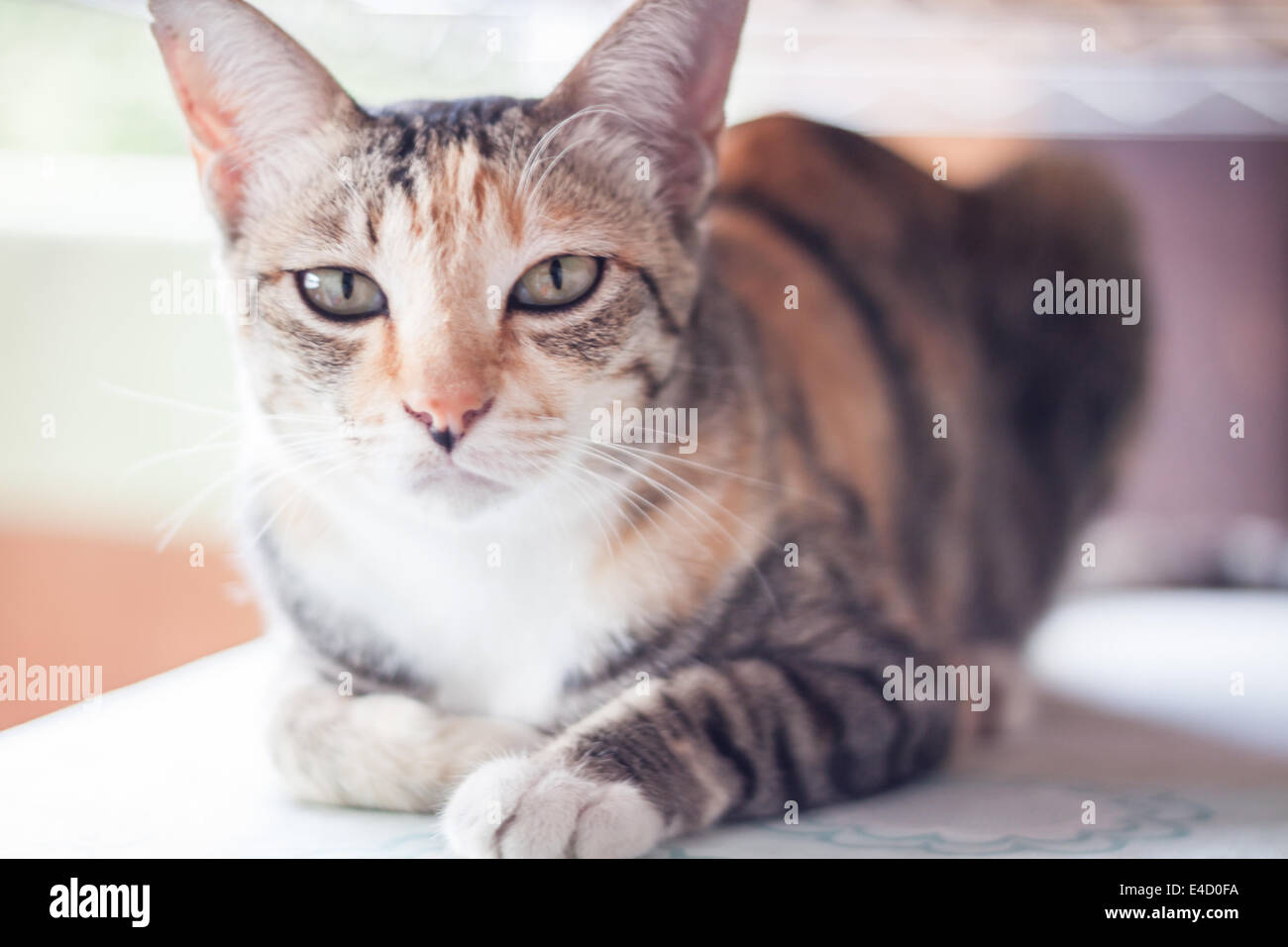 Cat eye looking at the camera hi-res stock photography and images - Alamy