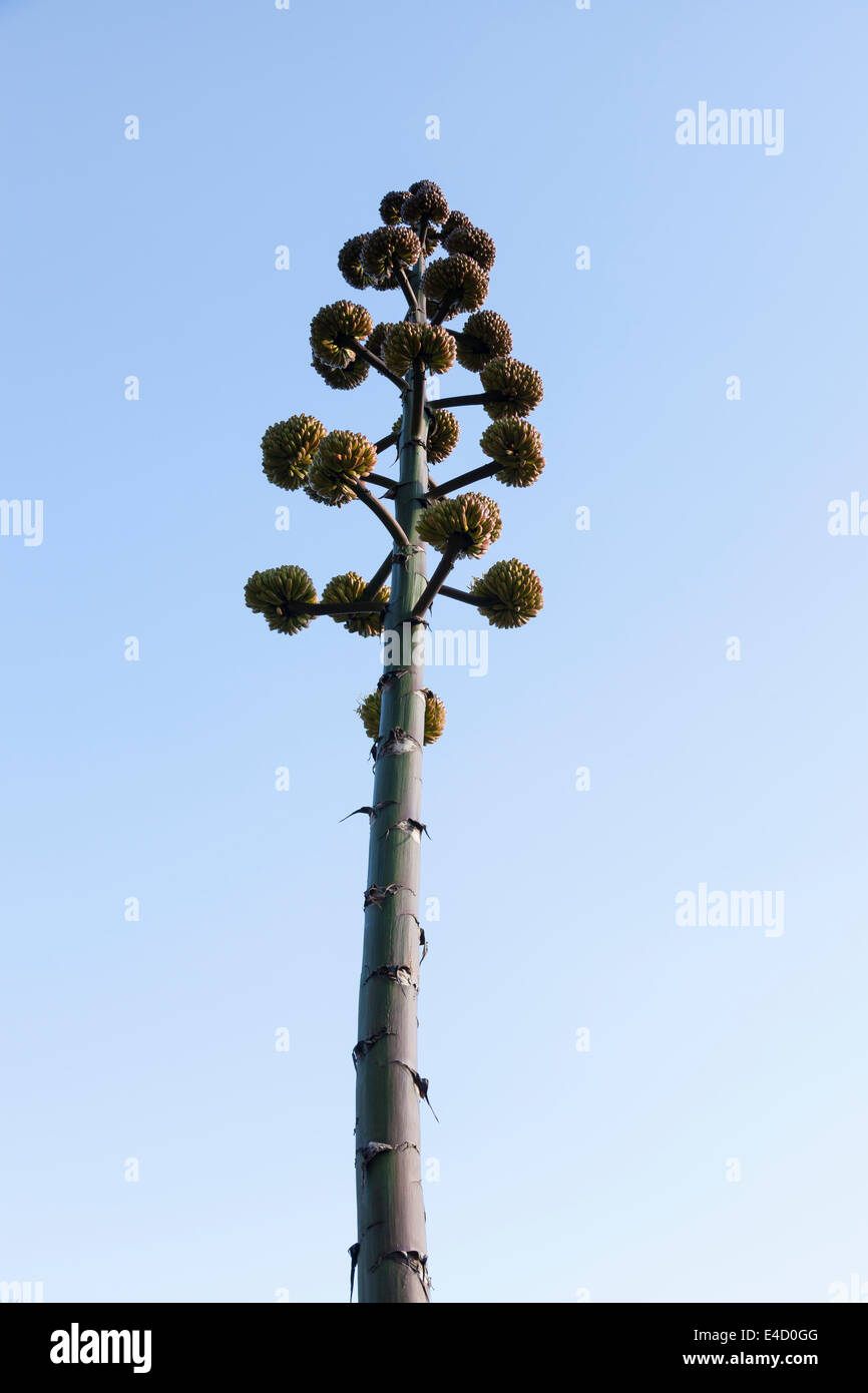 Agave in bloom hi-res stock photography and images - Alamy
