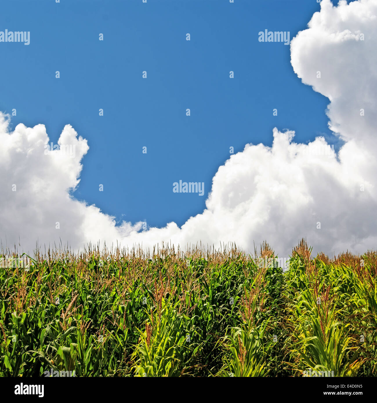 Approaching rain clouds behind a summer corn crop on a bright sunny day ...