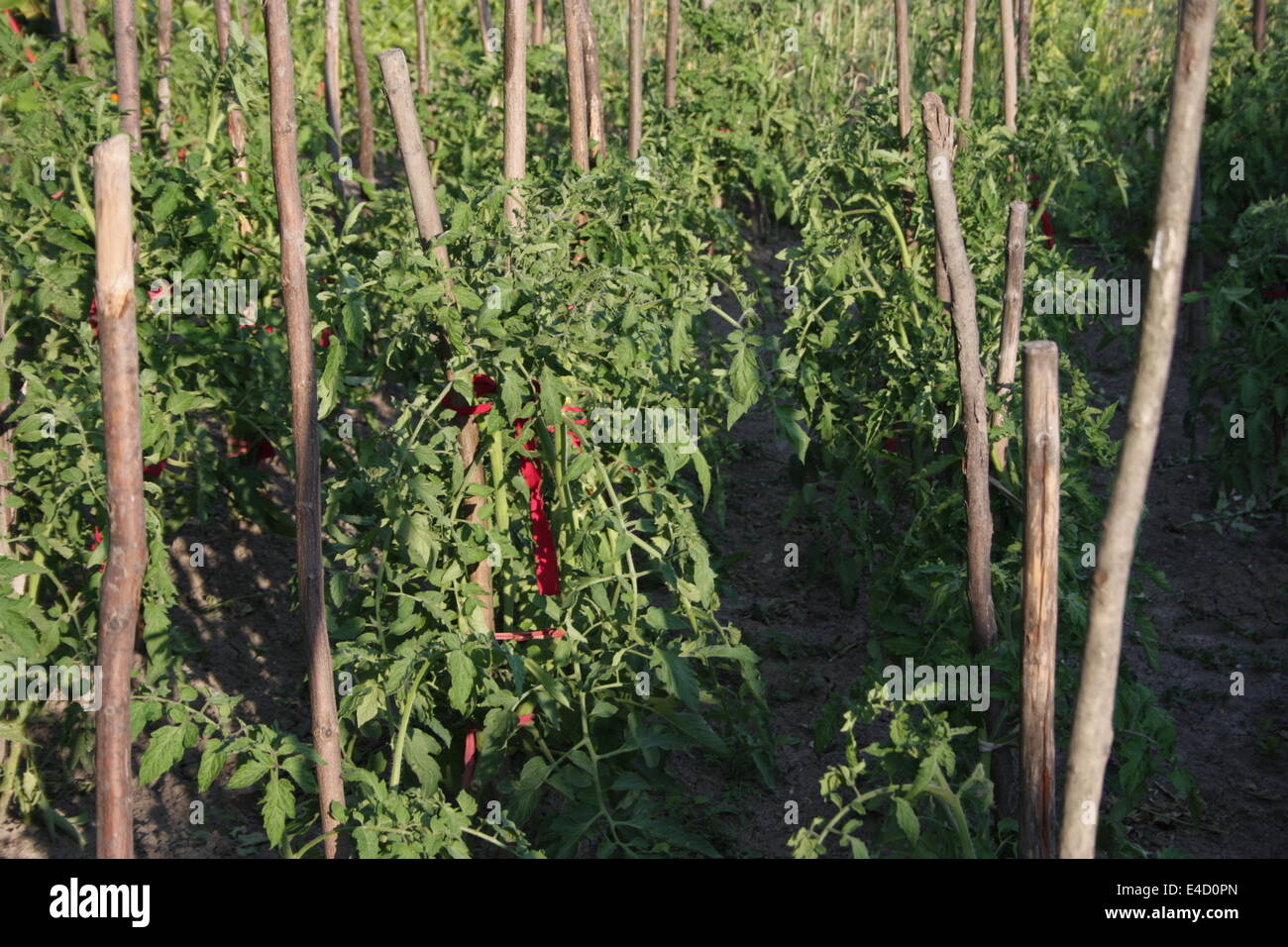 Vegetable garden summer time small farm Romania countryside Stock Photo ...