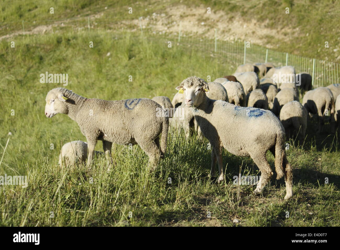 Sheep In The French Alps High Resolution Stock Photography and Images ...