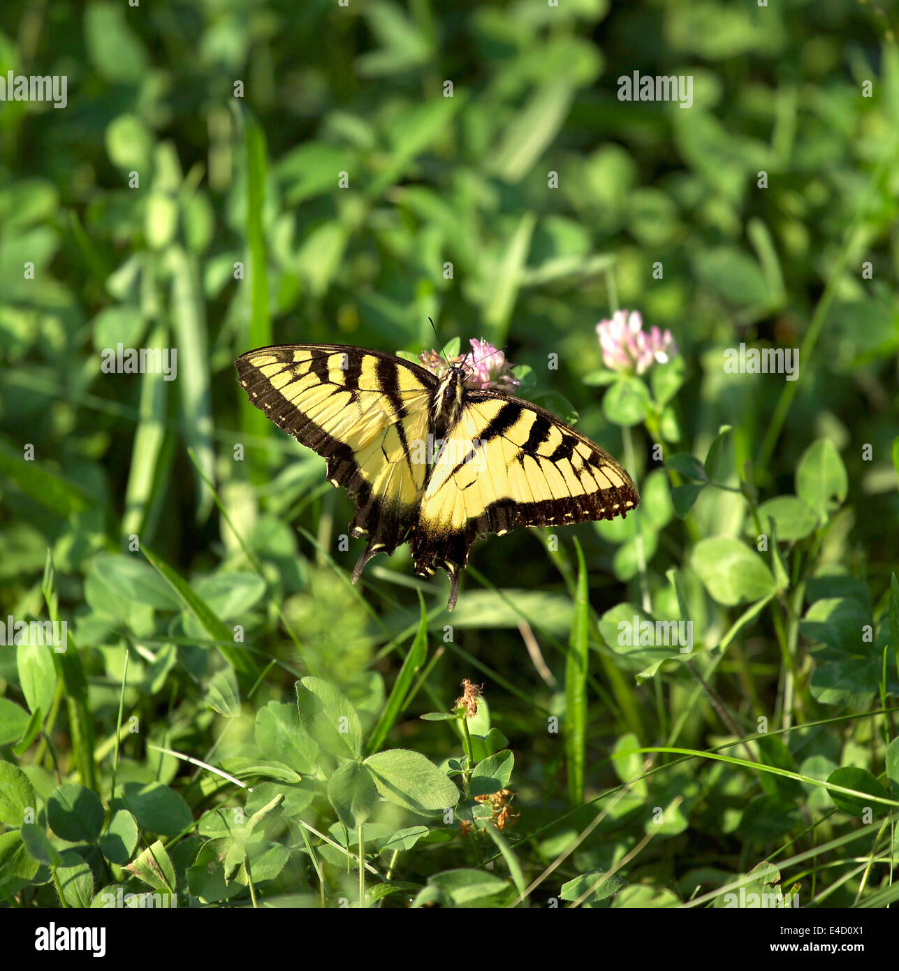 Close up of adult Eastern butterfly of the papilio family Stock Photo ...