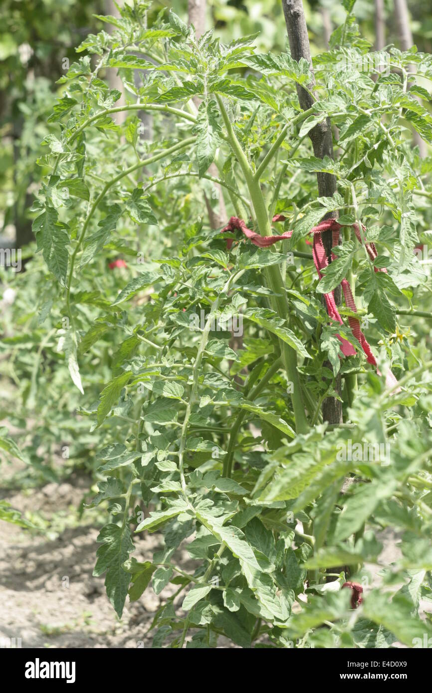 Vegetable garden summer time small farm Romania countryside Stock Photo ...