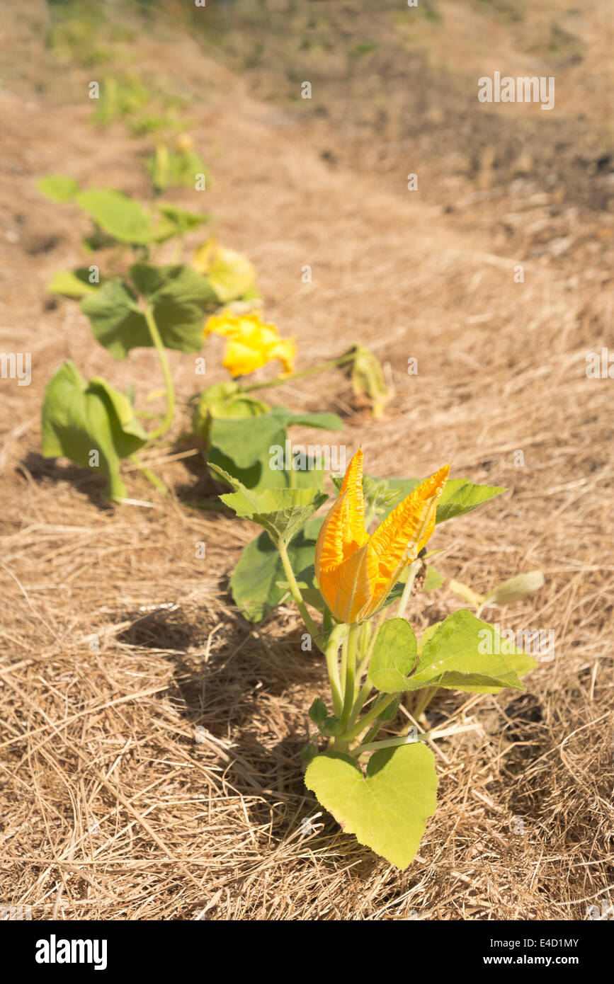 Marrow plants hi-res stock photography and images - Alamy