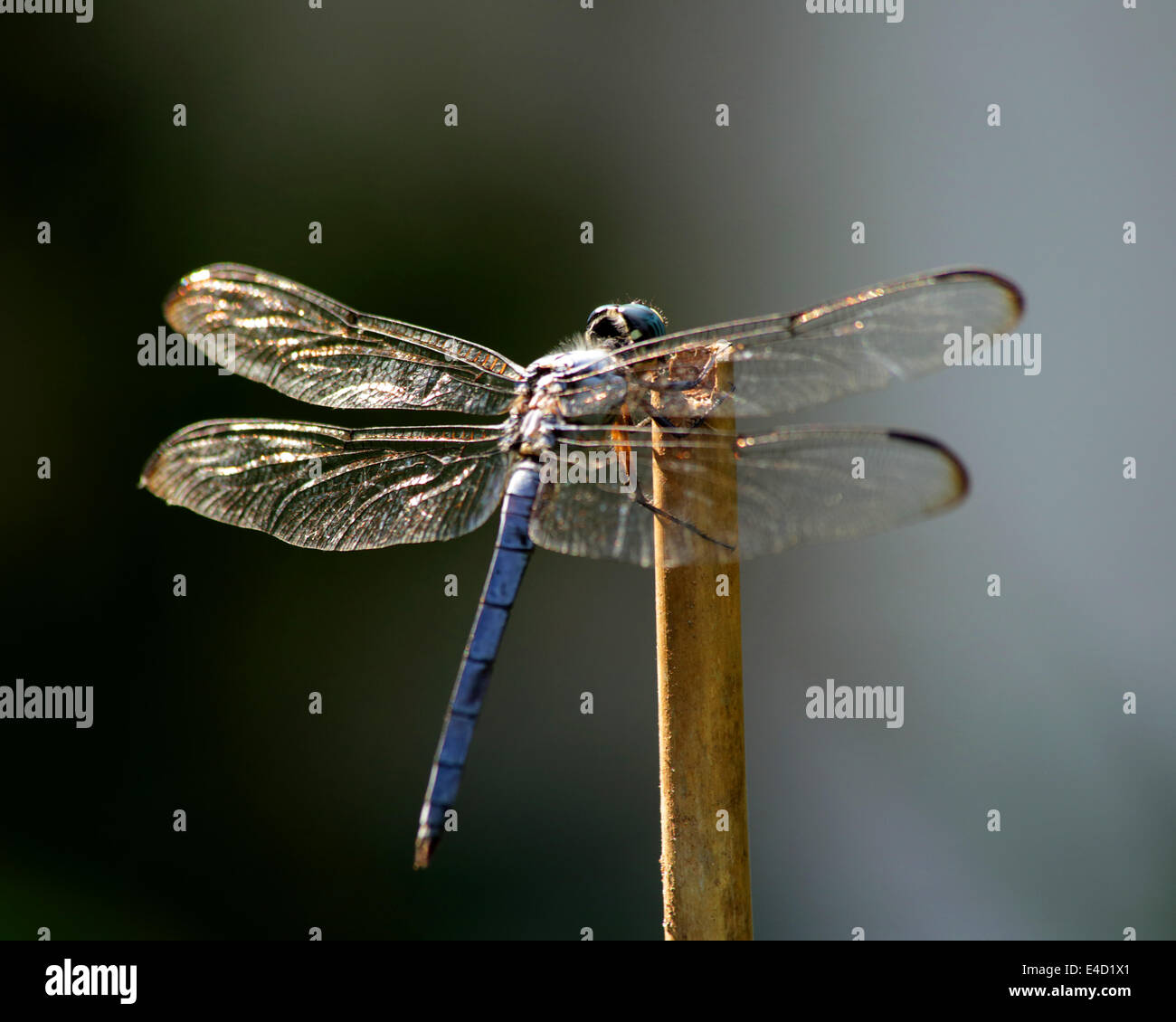 Synthemistidae hi-res stock photography and images - Alamy