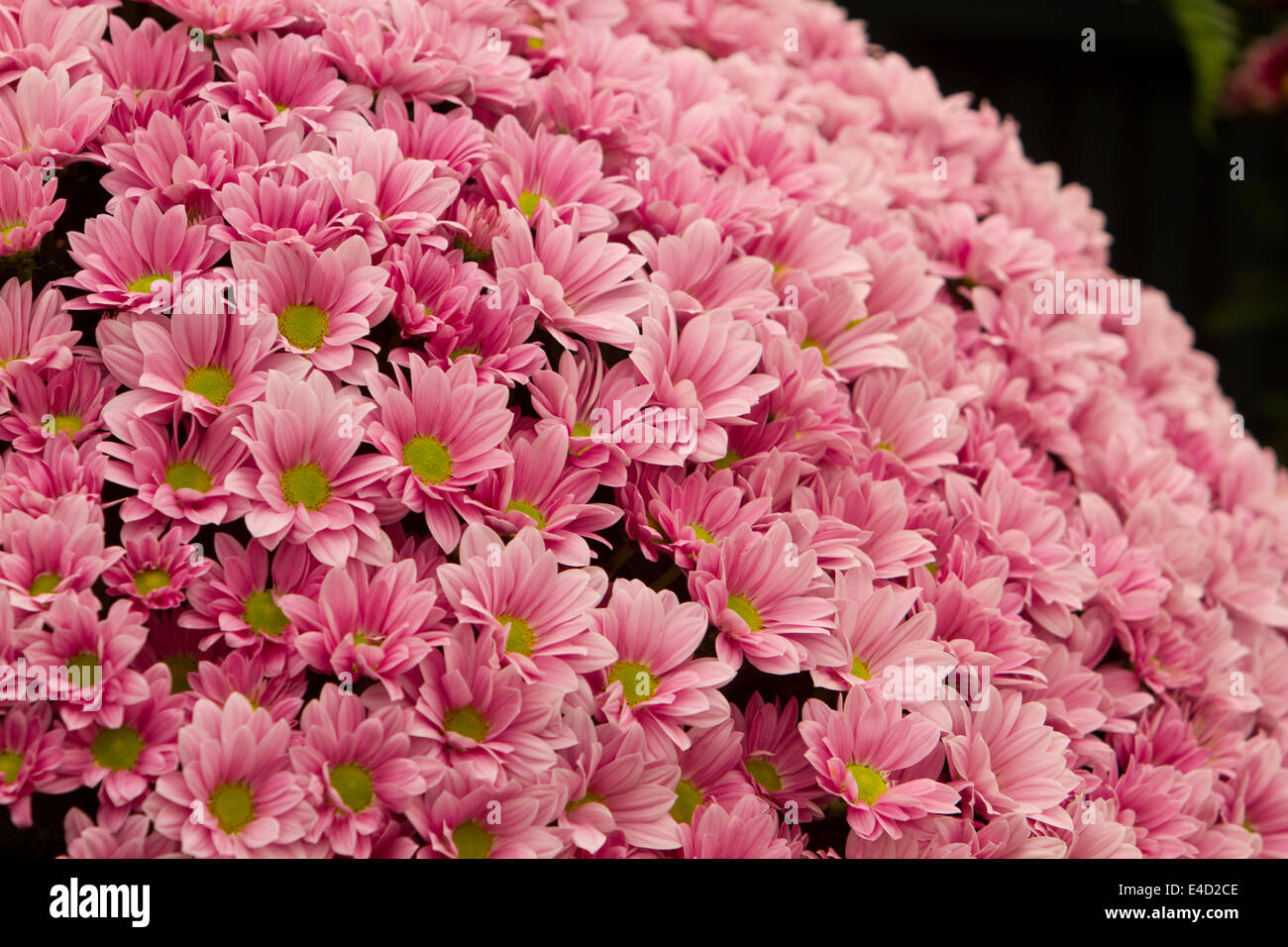 Hampton Court, UK. 8th July, 2014. Baltica pink on display at RHS ...