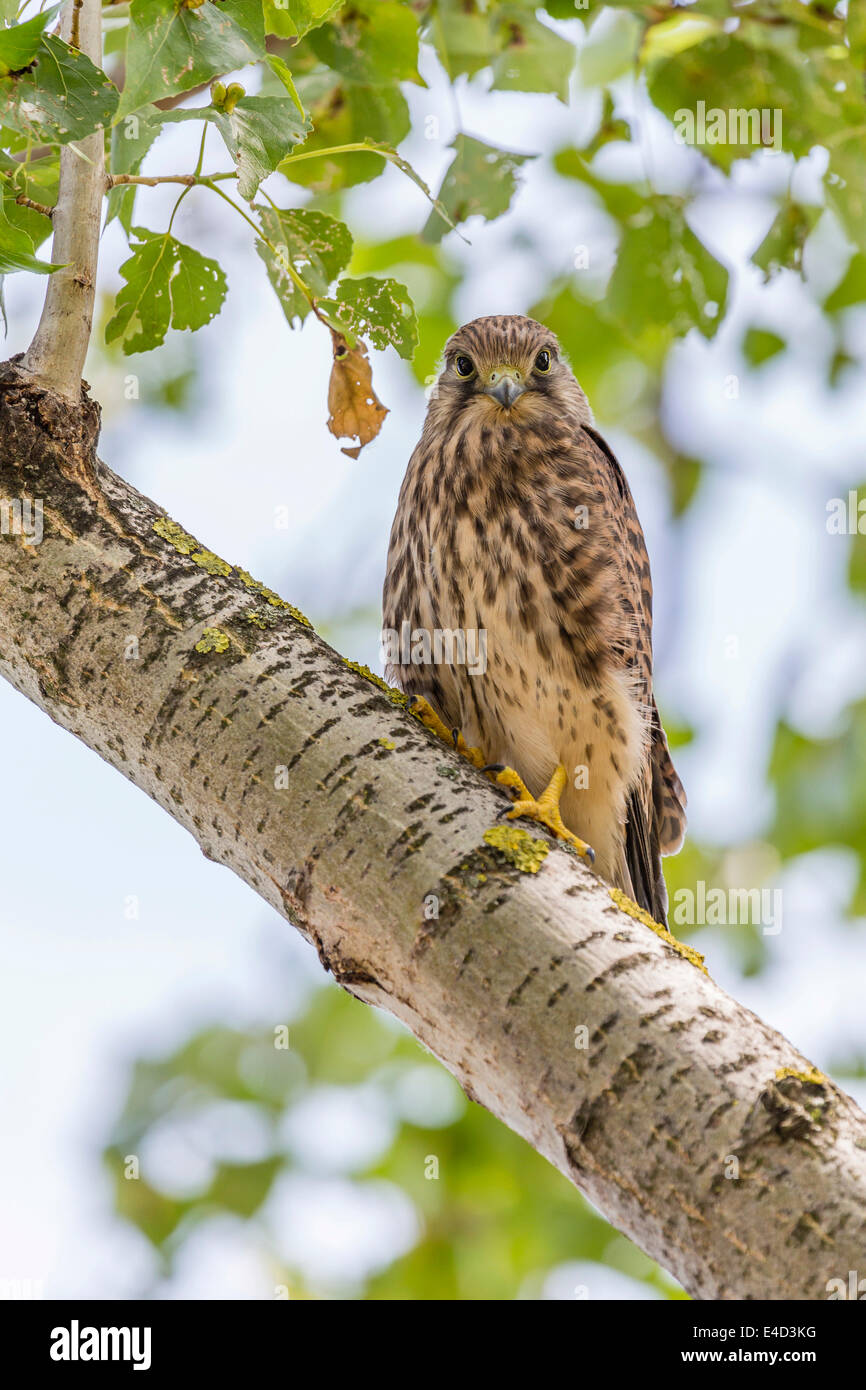 Young falco on branches tree hi-res stock photography and images - Alamy