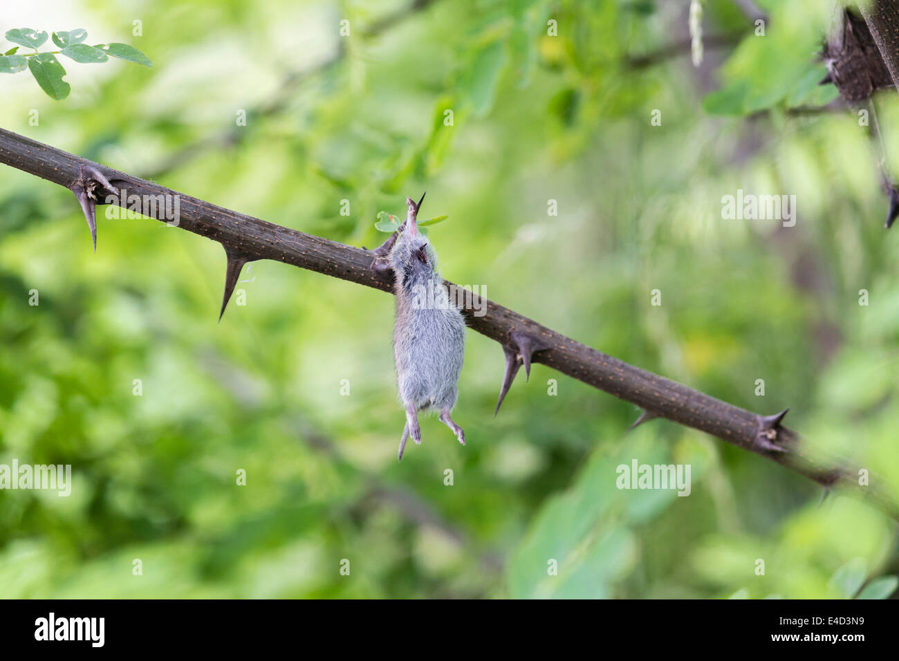 Mouse impaled on thorns, larder of a Red-backed Shrike Stock Photo - Alamy