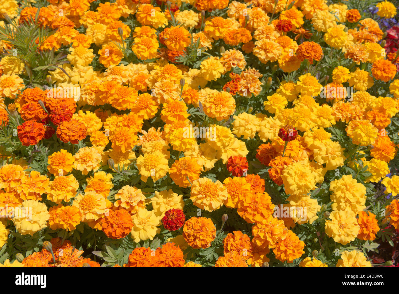 lots of marigold flowers a variation and theme of orange gold and ...