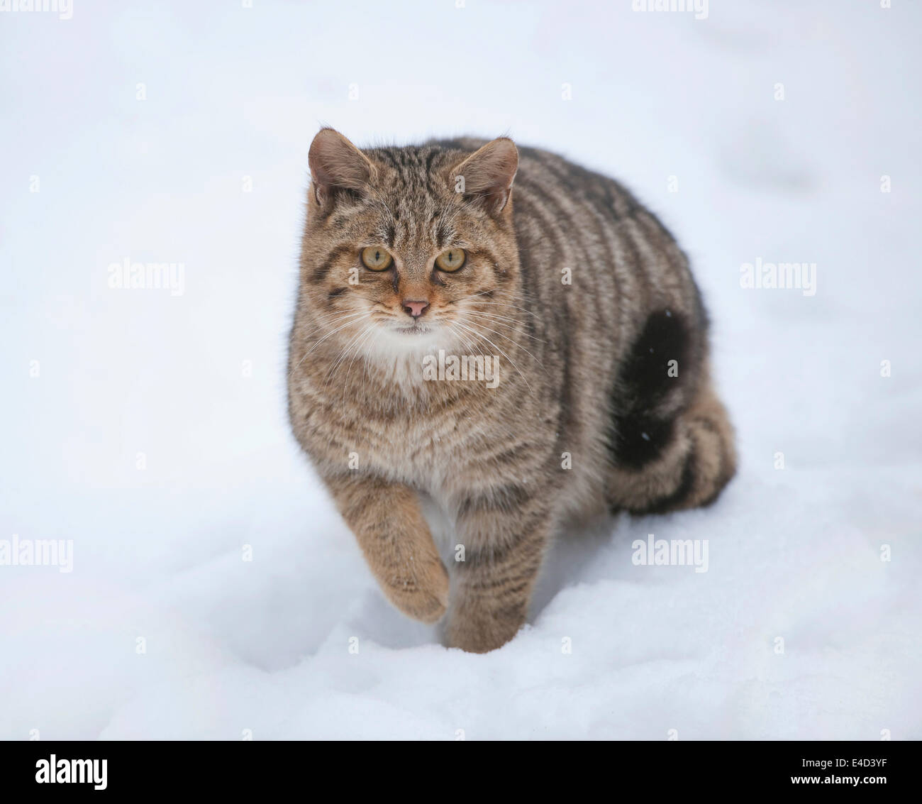 Wildcat (Felis silvestris) standing in the snow, captive, Baden ...