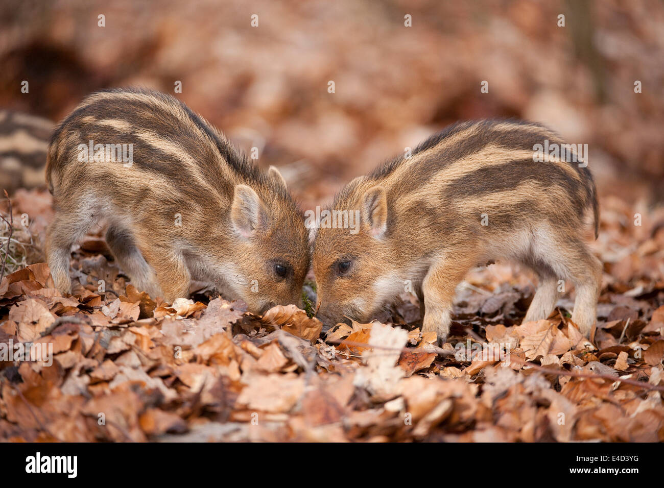 Wild Boar (Sus scrofa) piglets, captive, North Rhine-Westphalia ...
