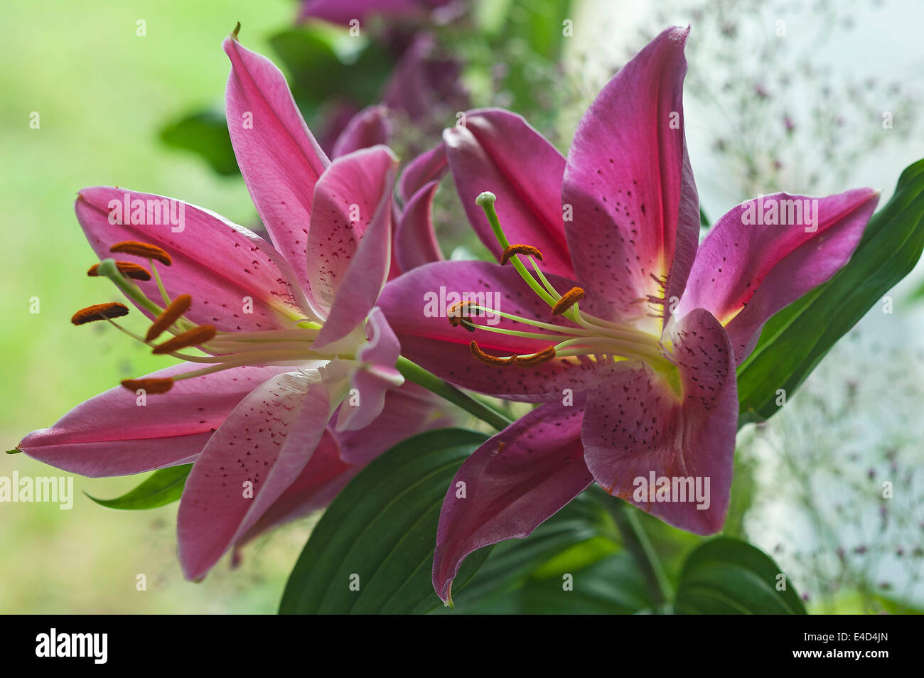 Two Lilies (Lilium), flowers Stock Photo - Alamy