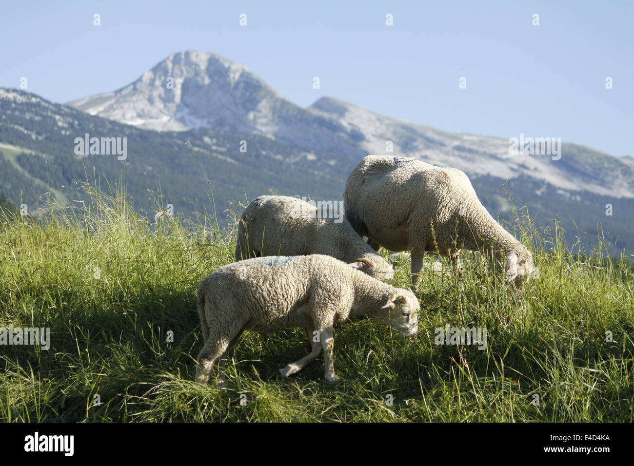 Sheep In The French Alps High Resolution Stock Photography and Images ...