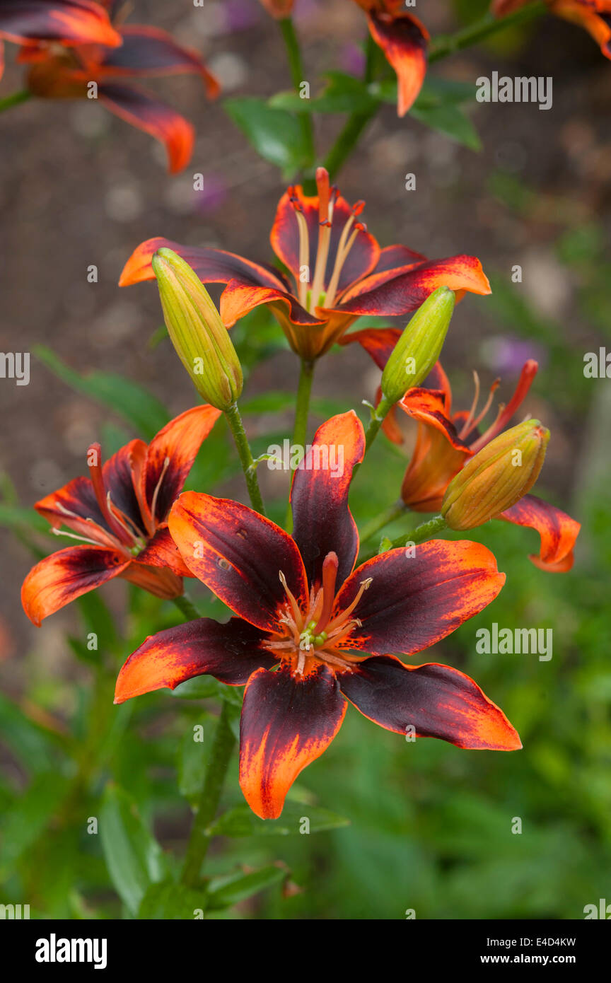Lilies lilium hi-res stock photography and images - Alamy