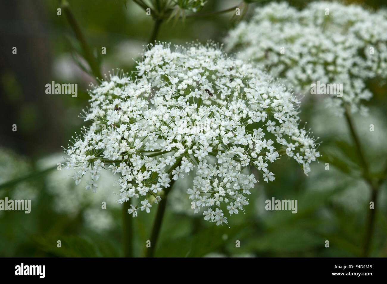Ground elder hi-res stock photography and images - Alamy