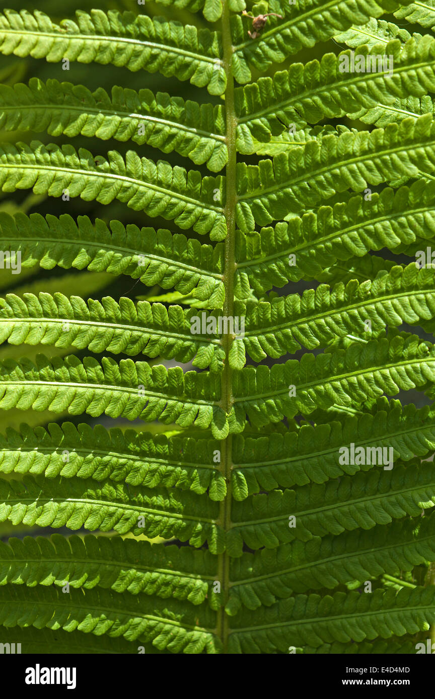Frond view hi-res stock photography and images - Alamy