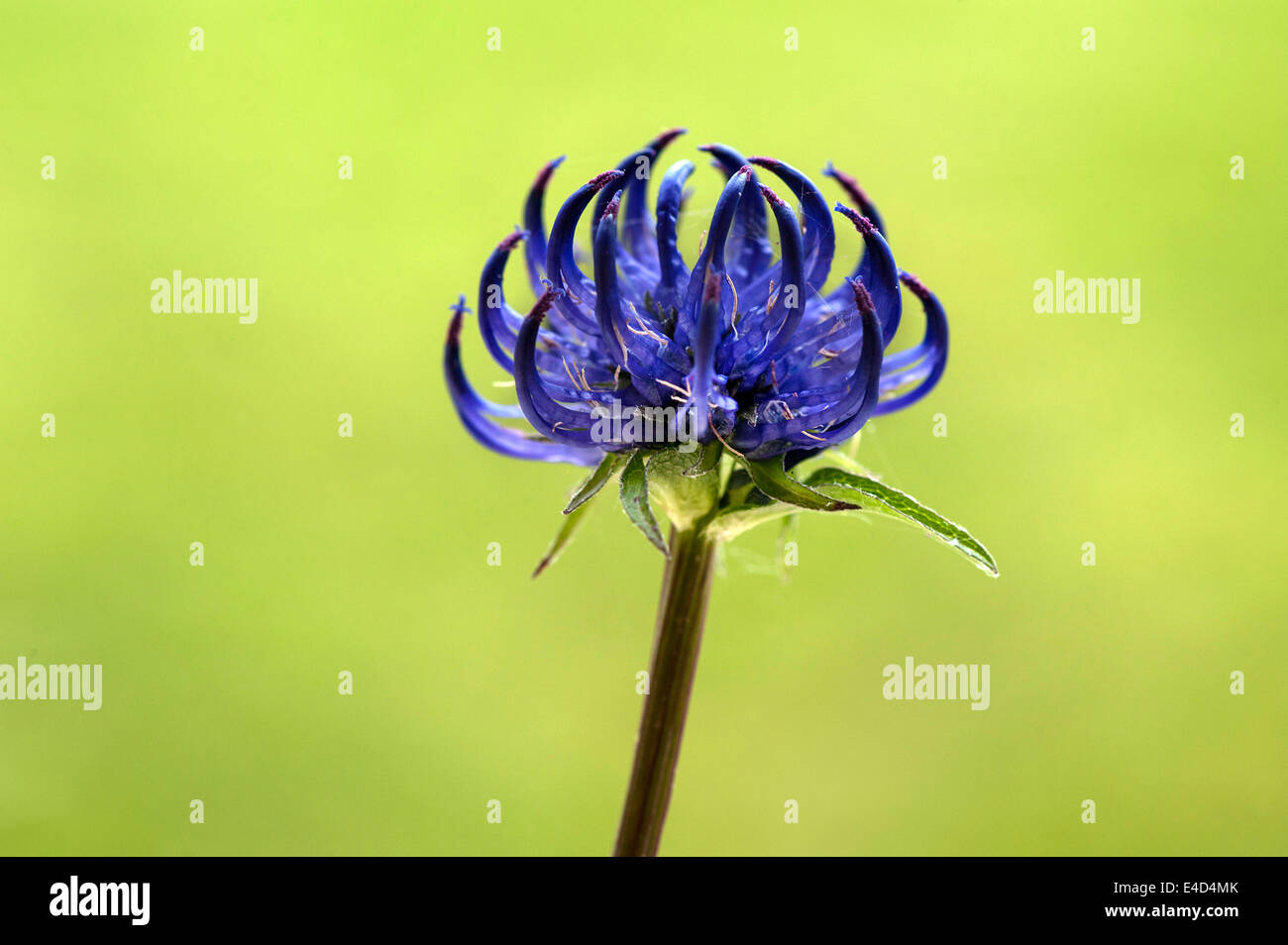Round-headed Rampion (Phyteuma orbiculare), Bavaria, Germany Stock ...