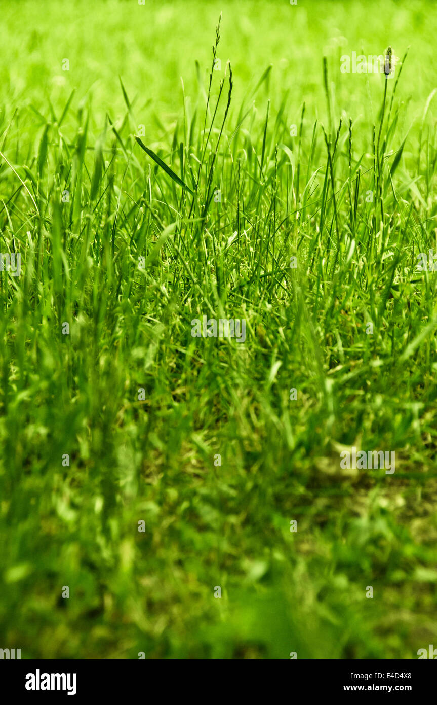 Grass meadow field hi-res stock photography and images - Alamy