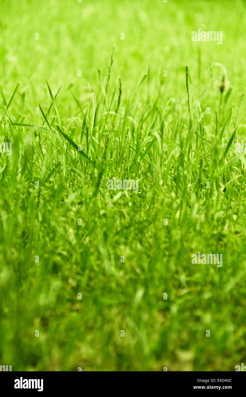 field of grass Stock Photo - Alamy