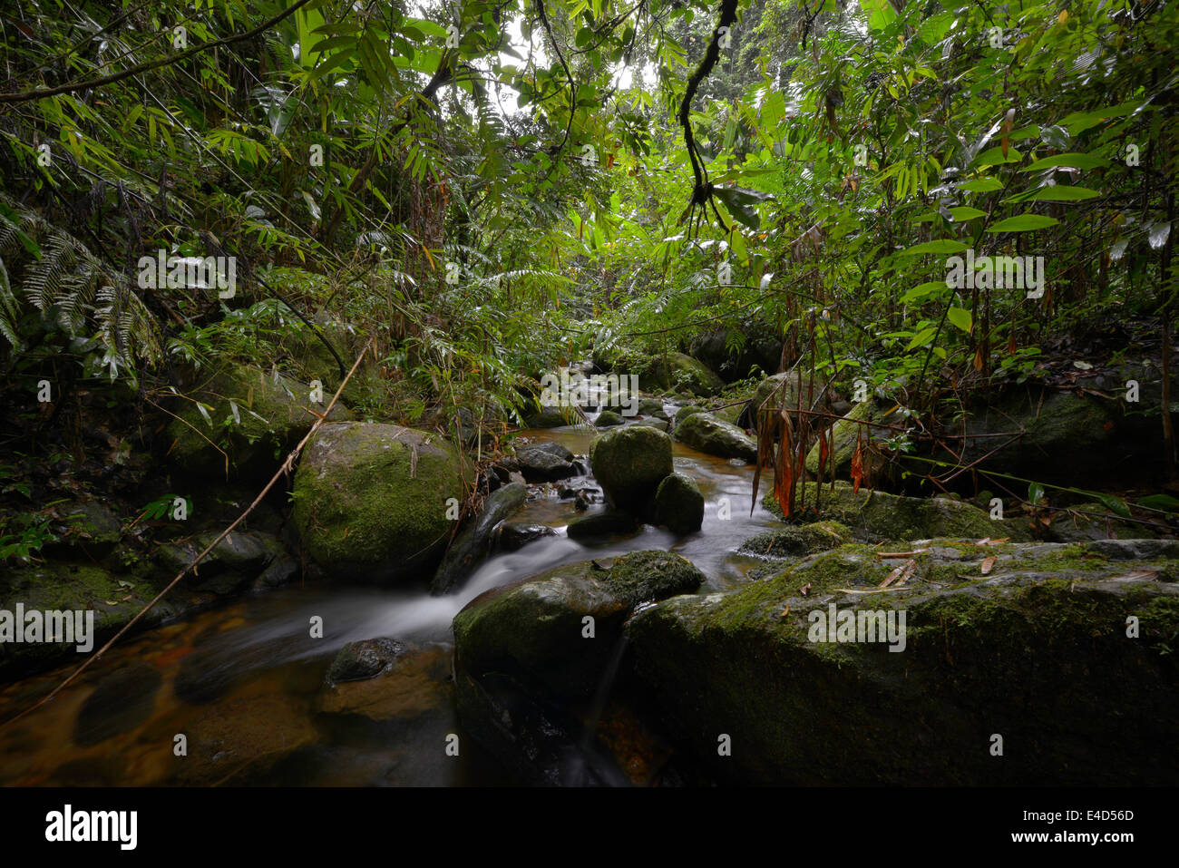 Madagascar rainforest landscape hi-res stock photography and images - Alamy