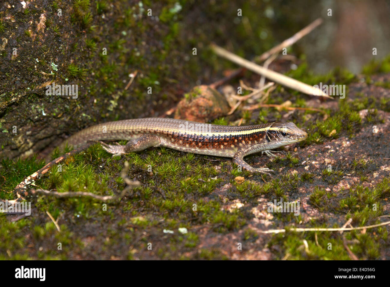 Girdled Lizard (Zonosaurus ssp.), Madagascar Stock Photo - Alamy