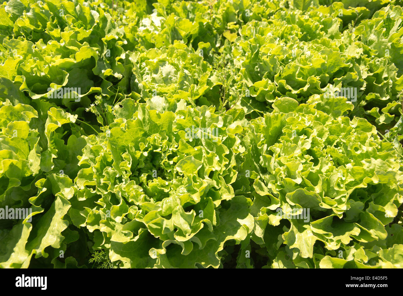 Close up fresh organic garden lettuce green background texture Lactuca ...