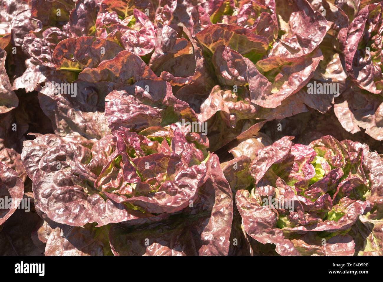 Close up fresh organic garden lettuce green background texture Lactuca ...