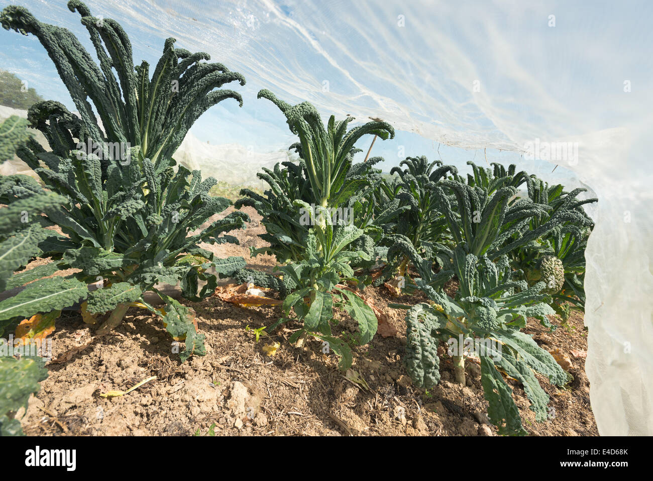 Allotment large scale cultivation of brassica crop being prepared with ...