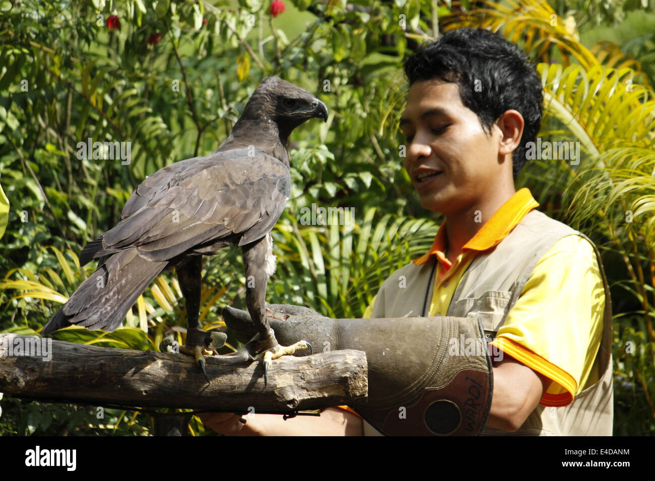 Tercel hi-res stock photography and images - Alamy