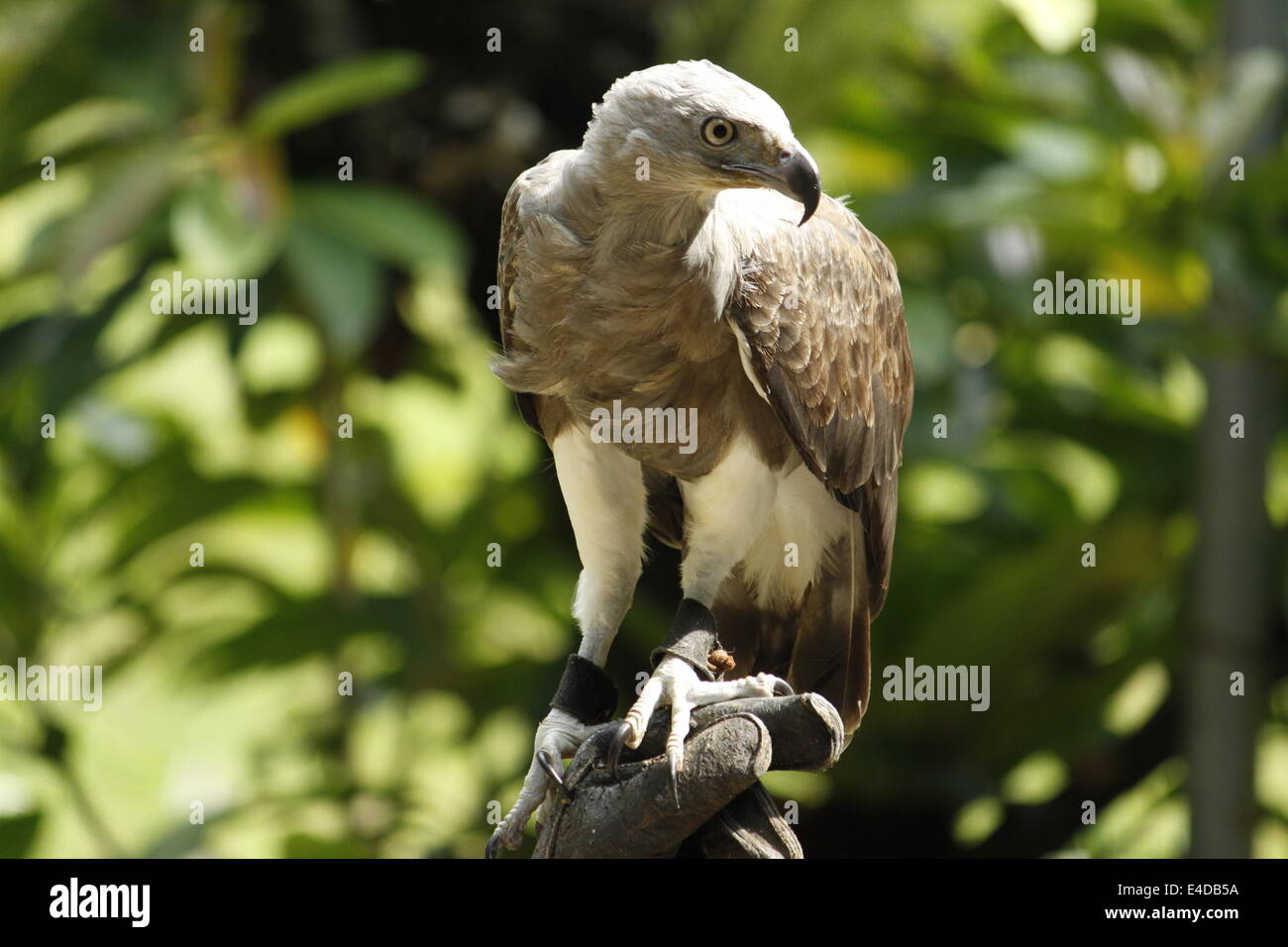 Tercel hi-res stock photography and images - Alamy