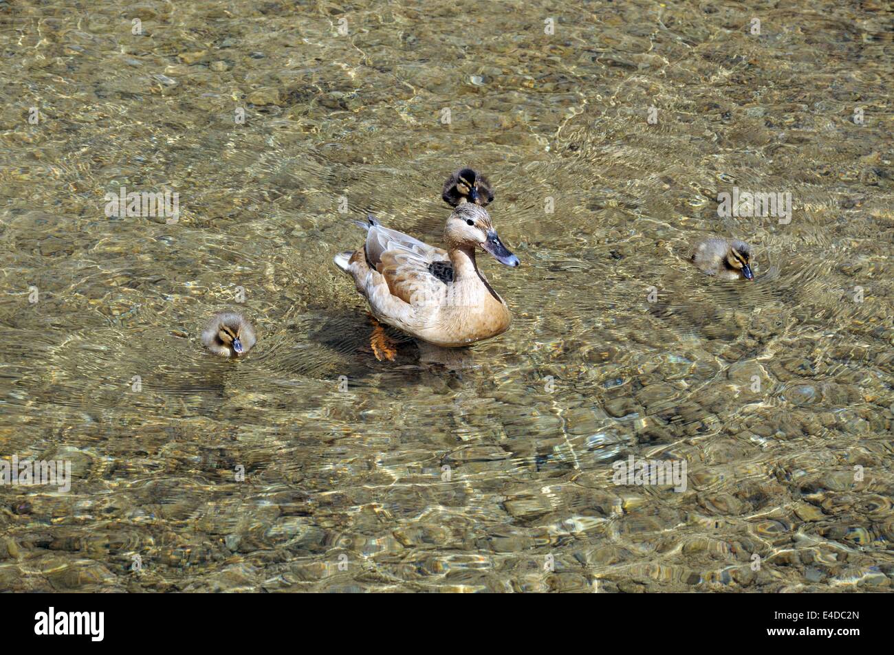 Duck with ducklings on the River Eye, Lower Slaughter, Cotswolds ...