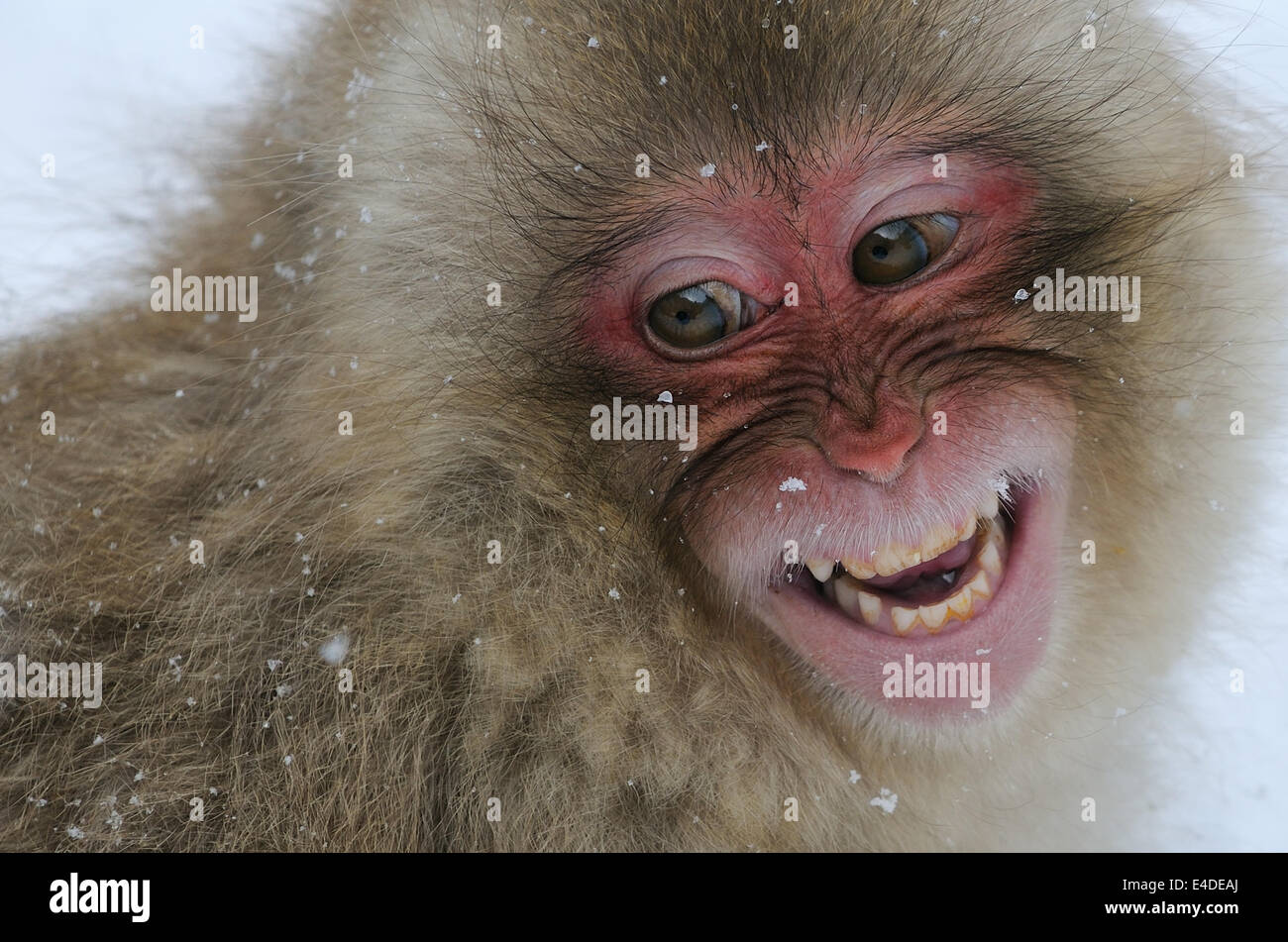Close-up portrait of a mature male Japanese Macaque aka Snow Monkey ...