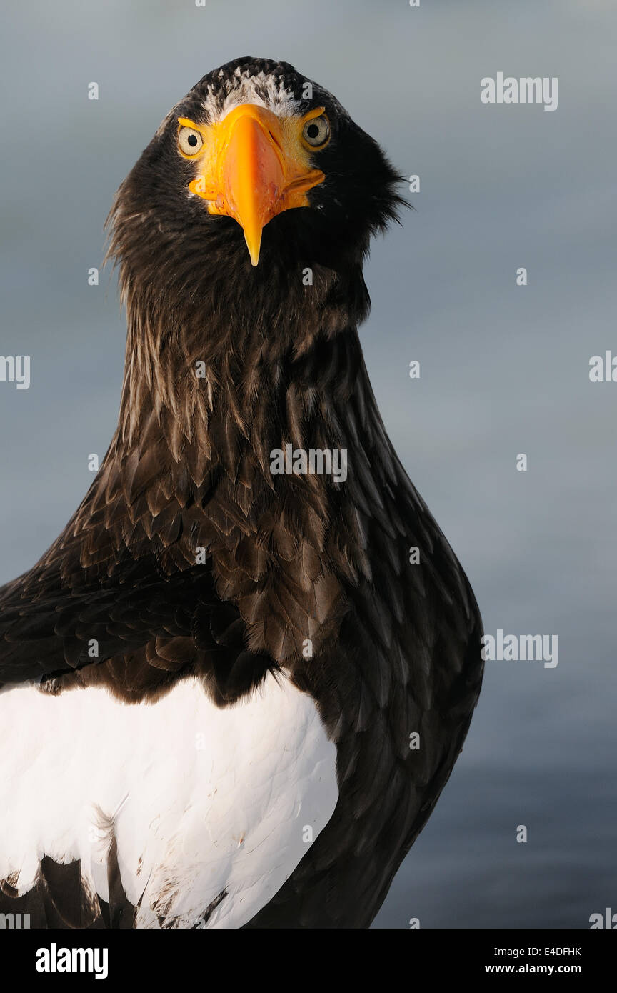 Stellers Sea Eagle on the drifting ice at Nemuro Strait a few miles ...