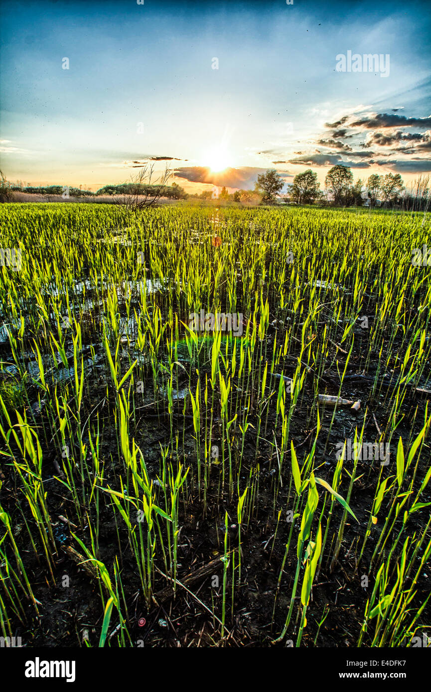 Sunset over the large field of the young corn Stock Photo - Alamy